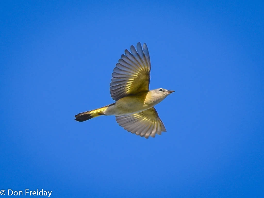 Yellow Warbler Flying