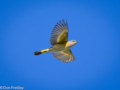 The Freiday Bird Blog: Fri-D: Warblers in Flight