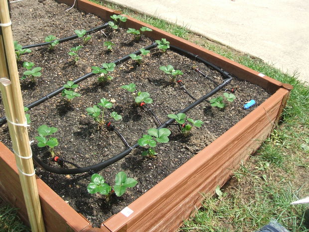 Garden Irrigation System by Arcadia Irrigation: Drip irrigation system