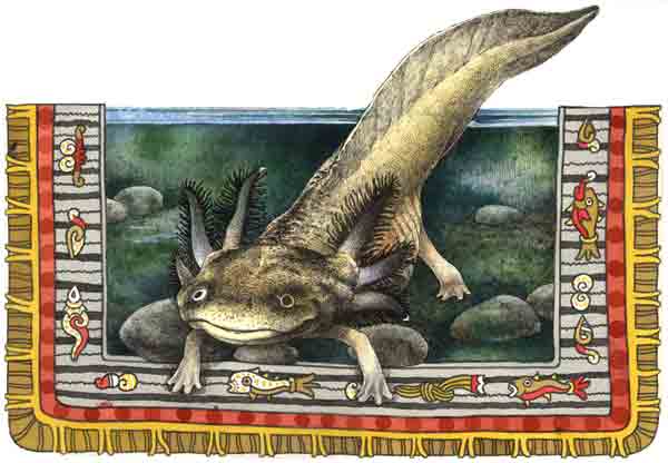 animales: ajolote mexicano