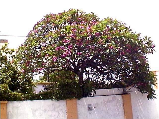 Árboles de Nayarit: Cacalosúchil