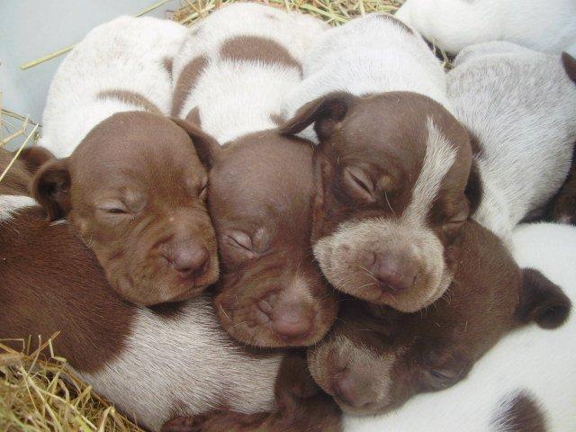 Braco Francês: Galeria de imagens