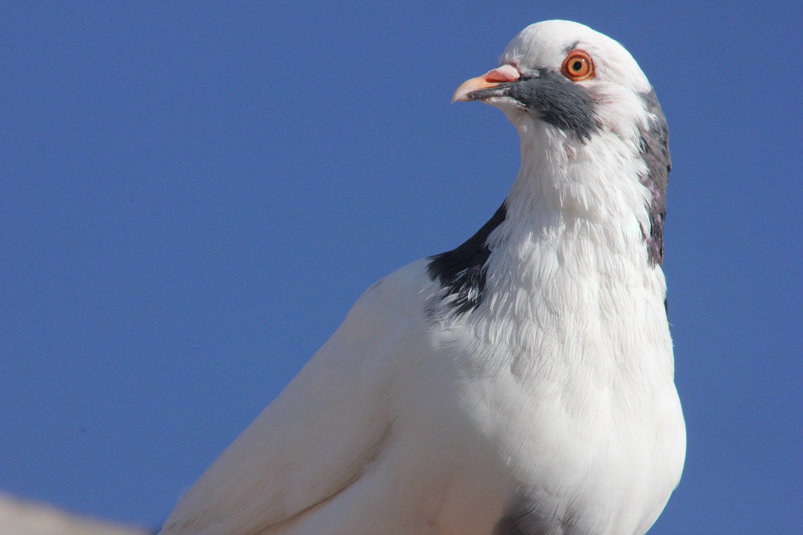 camperenik project: KARAKTER FISIK MERPATI TINGGIAN YANG MAMPU BESUT ...