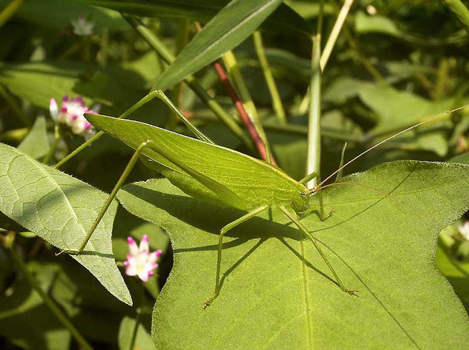 BunyipCo: A New Name for a Common Katydid