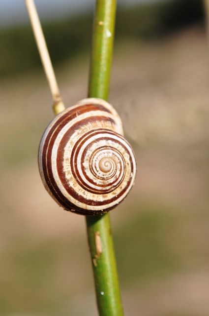 Maltese Nature: The snail coated with ‘chocolate’