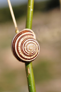 Maltese Nature: The snail coated with ‘chocolate’