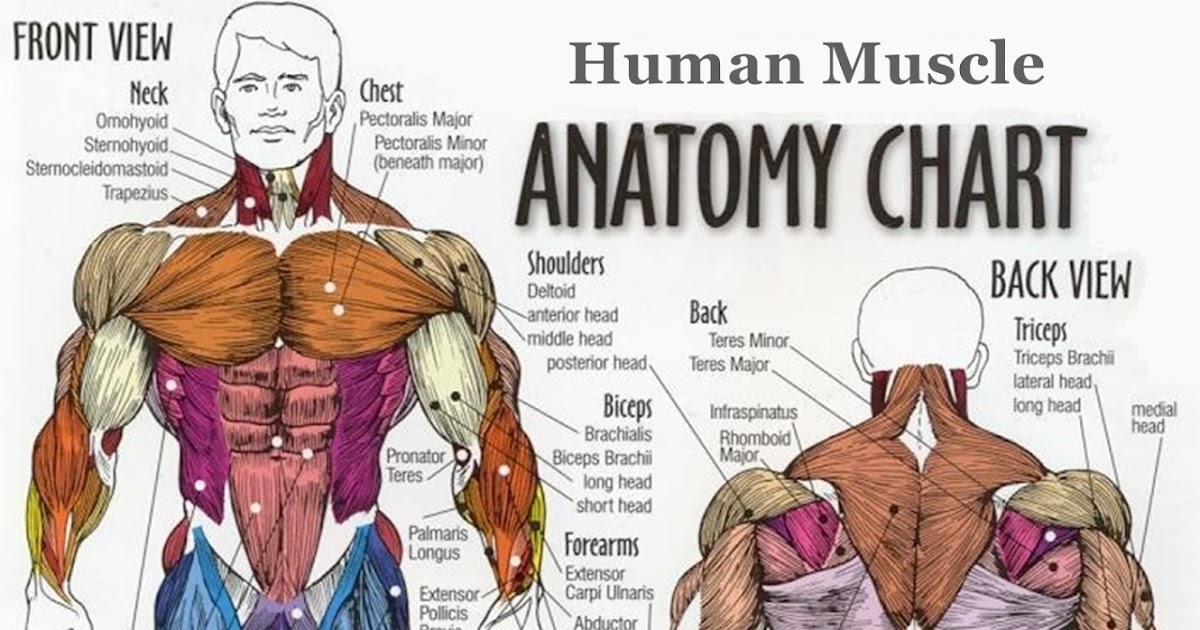 Muscle Groups Of The Human Body Workout Up