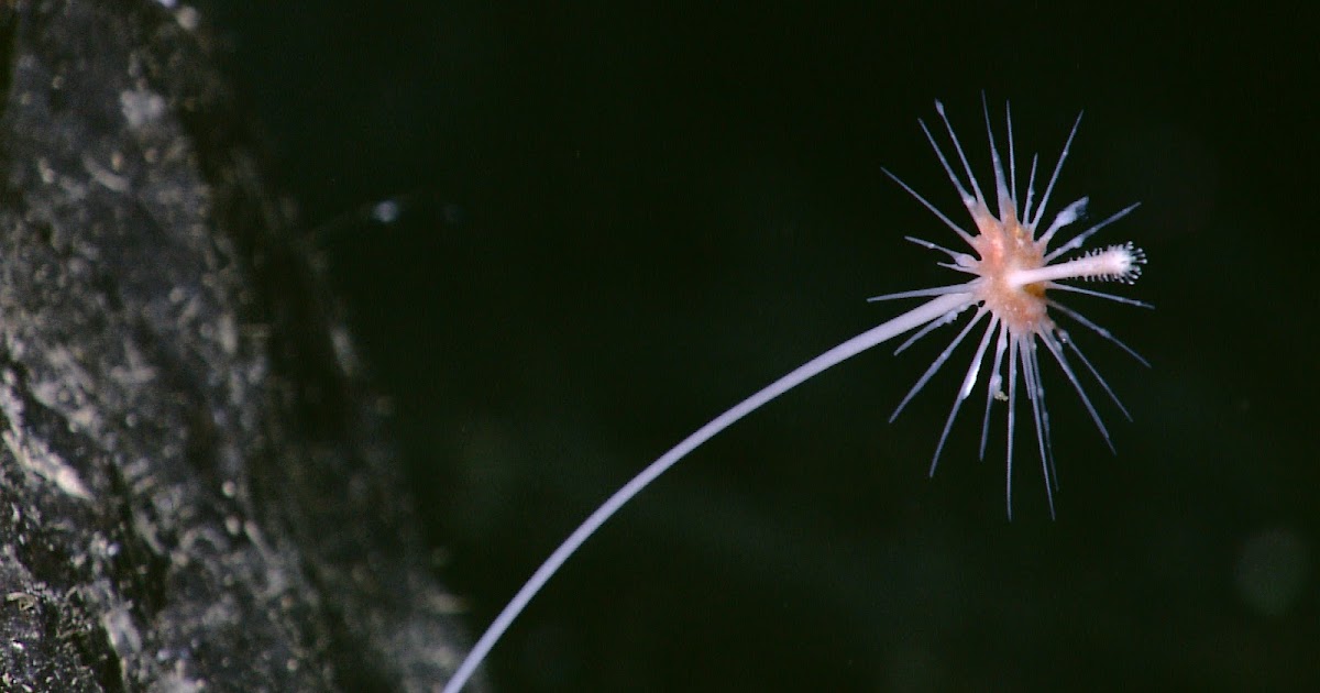 Real Monstrosities: A Carnivorous Sponge