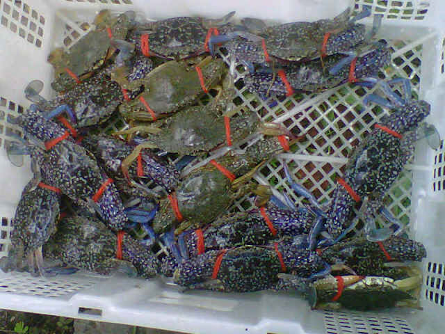 PENGEMBANGAN BUDIDAYA KEPITING RAJUNGAN ~ Yushi Crab