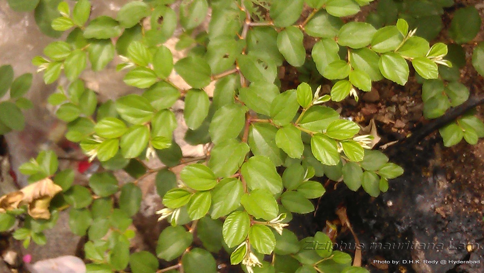 Medicinal Plants: Ziziphus jujuba Zizyphus mauritiana, Reni, Badar, Elandai
