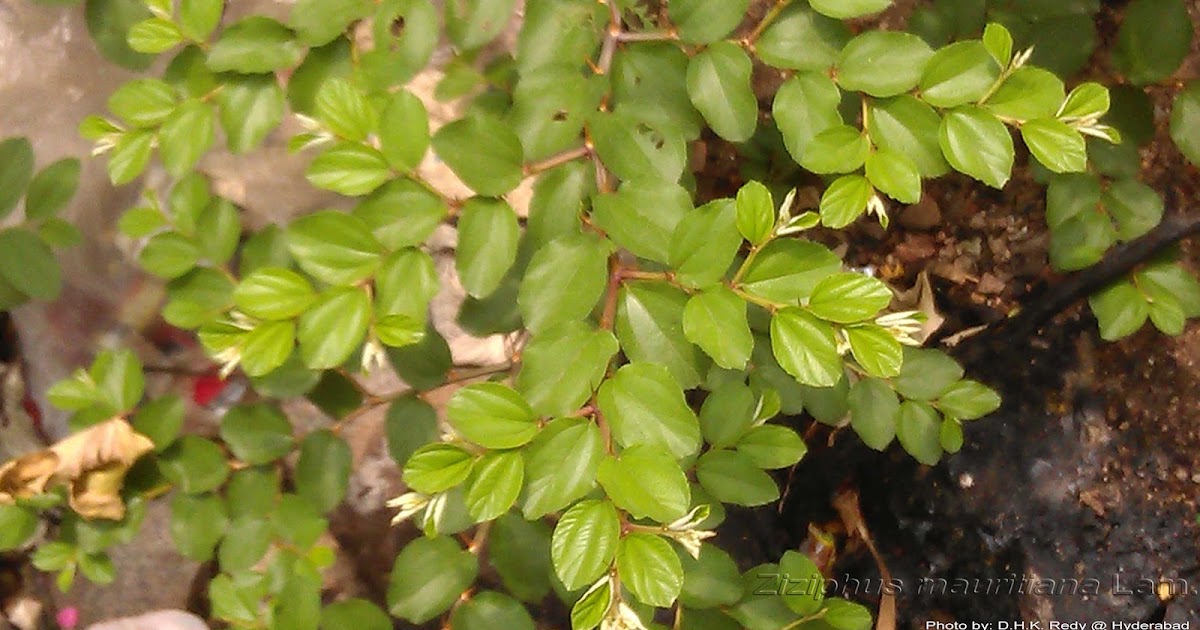 Medicinal Plants: Ziziphus jujuba Zizyphus mauritiana, Reni, Badar, Elandai