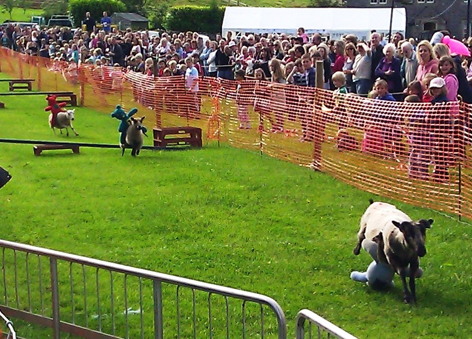 Wading Through Treacle: The Sheep Races at Priddy