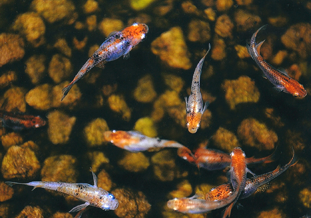 Goldfish Garage: A Two Car Fishroom: Medaka: Japanese Rice fish ...