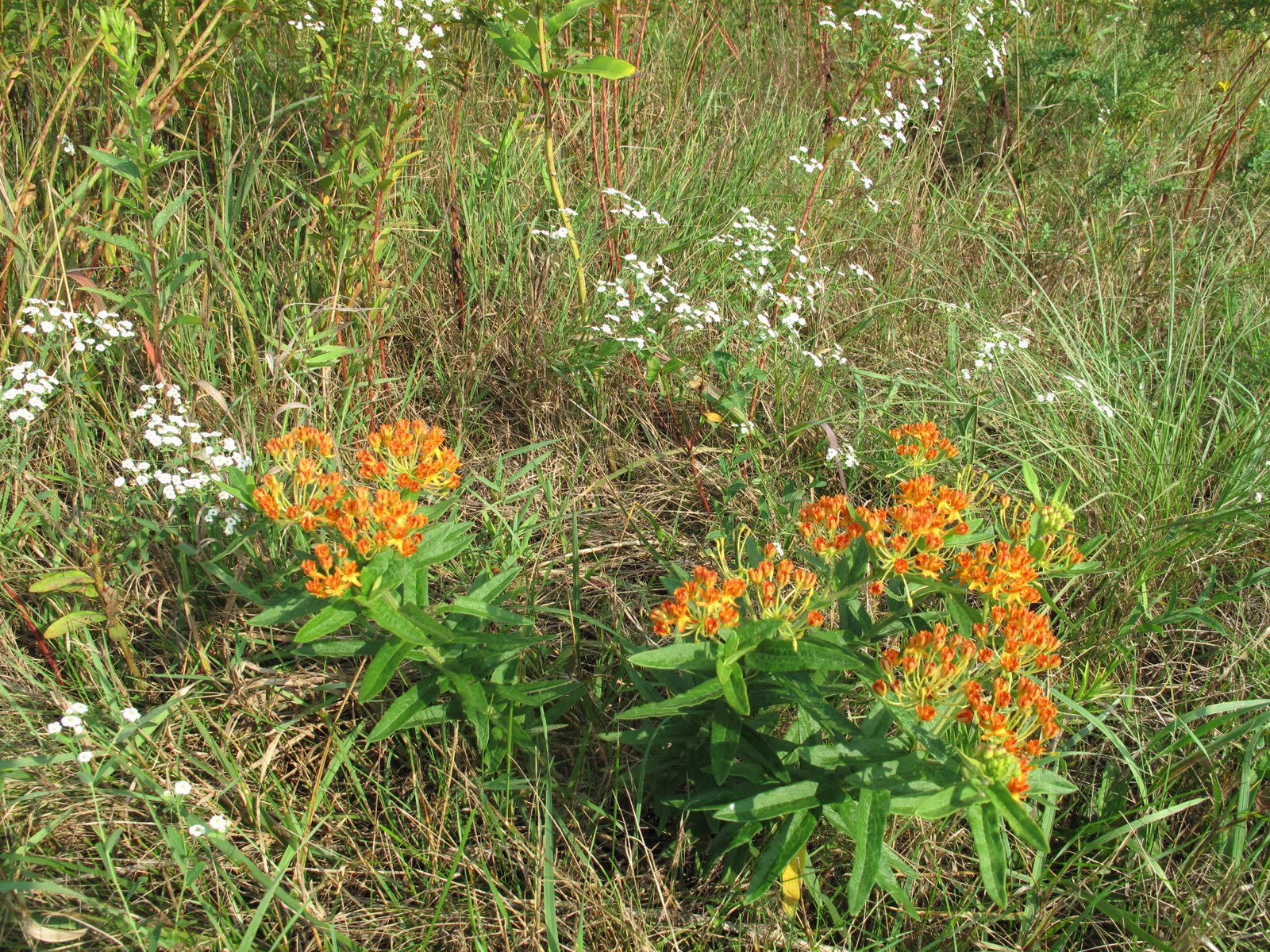 Now Showing Near You: Wildflowers: August Roadside Wildflowers Now Showing Near You: Wildflowers: August Roadside Wildflowers