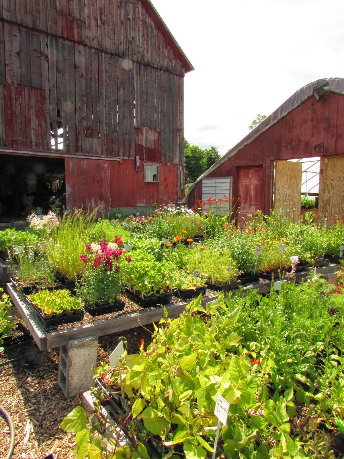 Anemone Times: Plants at The Bunker Farm Nursery