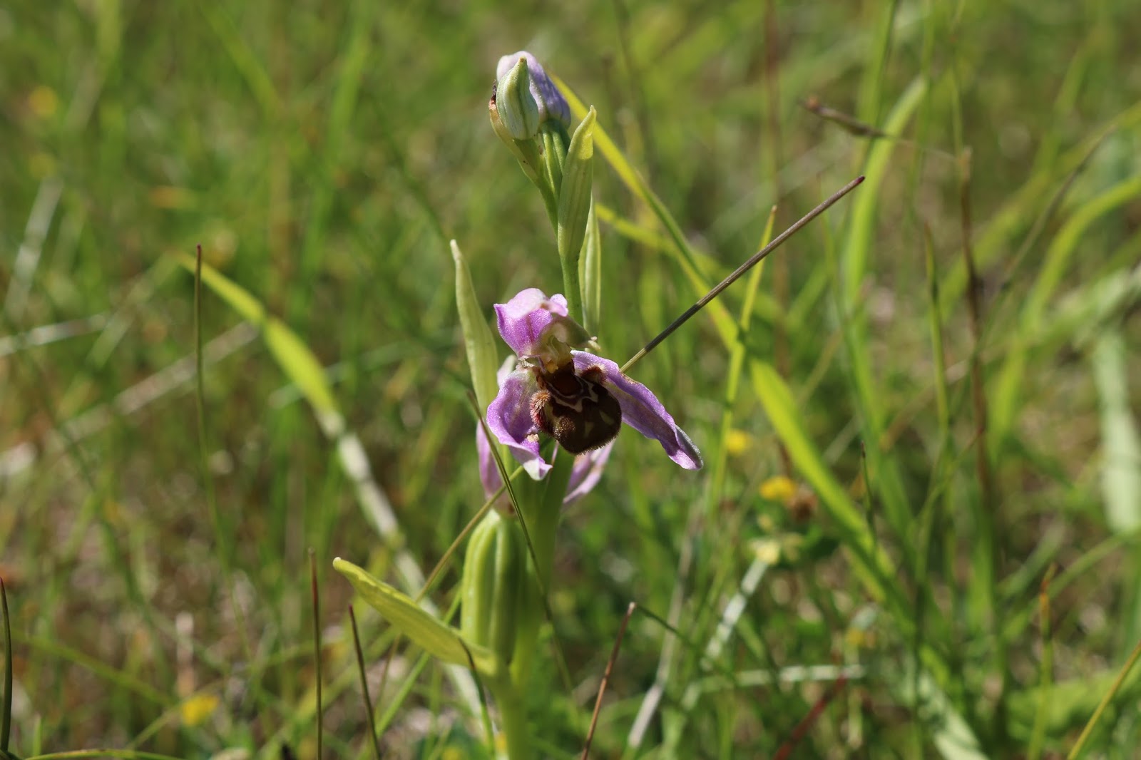 Wilde Planten: juni 2017