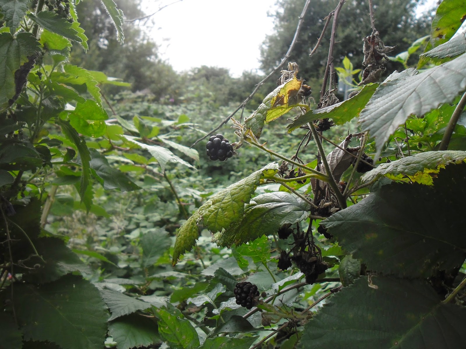 House-Saver Blog: This has got to be the biggest bramble bush in the ...