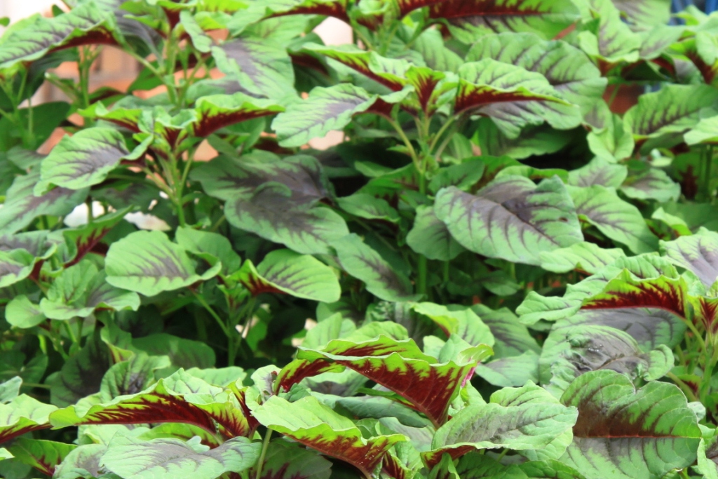 Sayur Bayam Wikipedia