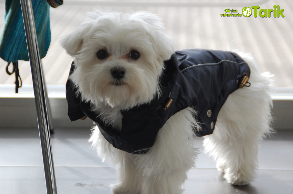 Clínica veterinaria Tarik: DESFILE DE MODA CANINA OTOÑO - INVIERNO