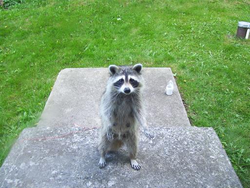 Howitzer - Boom Coon : r/paragon