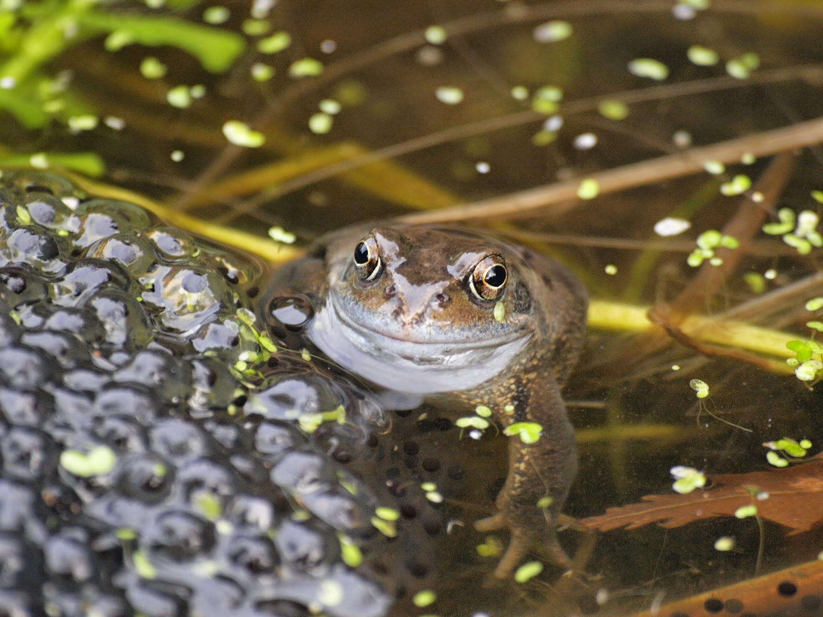 Ragged Robin's Nature Notes: Frogspawn and a few more Moths