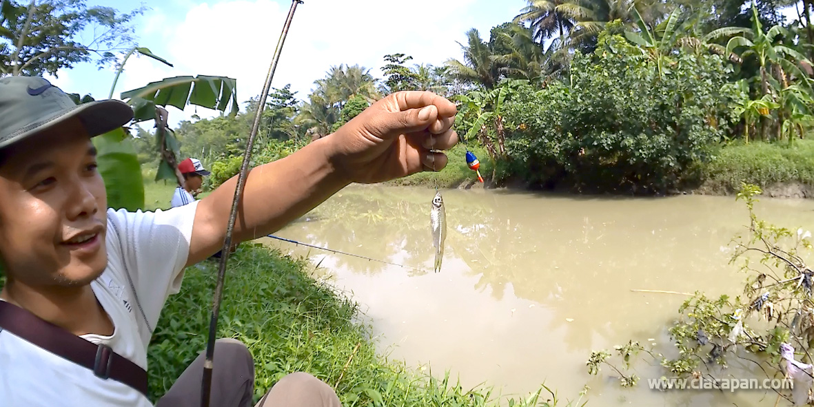 Mengenal spot ikan wader atau lunjar beserta teknik mancing, umpan dan ...