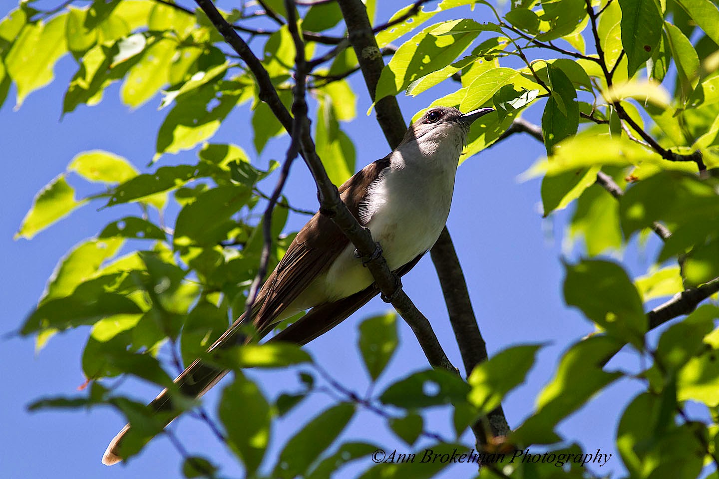 Ann Brokelman Photography: Black-billed Cuckoo with beautiful red eyes ...