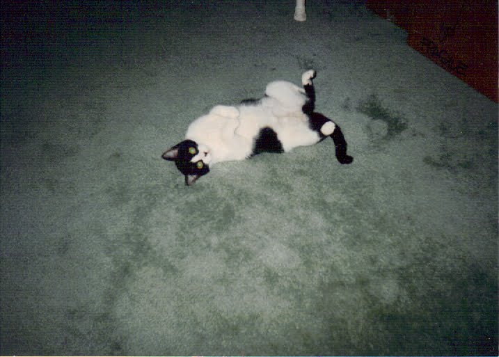 Reflections Past and Present: My Sweet String Monster