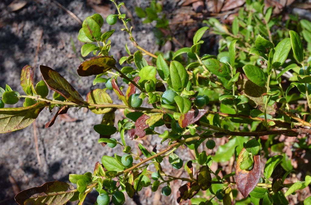Space Coast Wildflowers: Malabar Scrub & Cameron Preserve, May 23, 2015