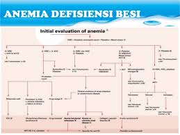 Apa Itu Penyakit Anemia Defisiensi Besi ~ Health