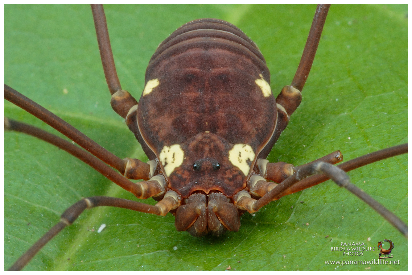 Nocturnal Macro-Adventure’s hidden gems