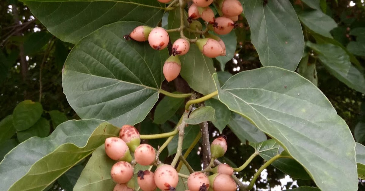 Flying Fish Friends: Urban Surprises: Cordia dichotoma and Antidesma bunius