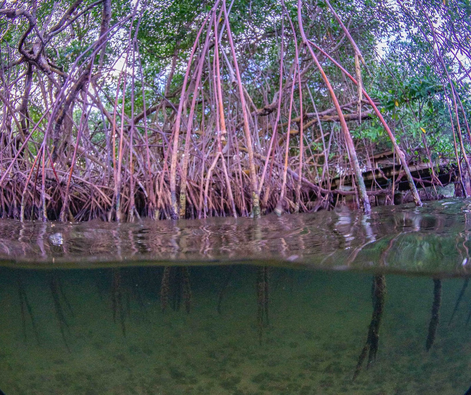 Why Mangroves must be protected