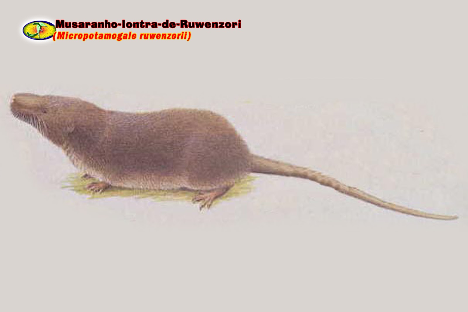 Mamíferos: Musaranho-lontra-de-Ruwenzori (Micropotamogale ruwenzorii)