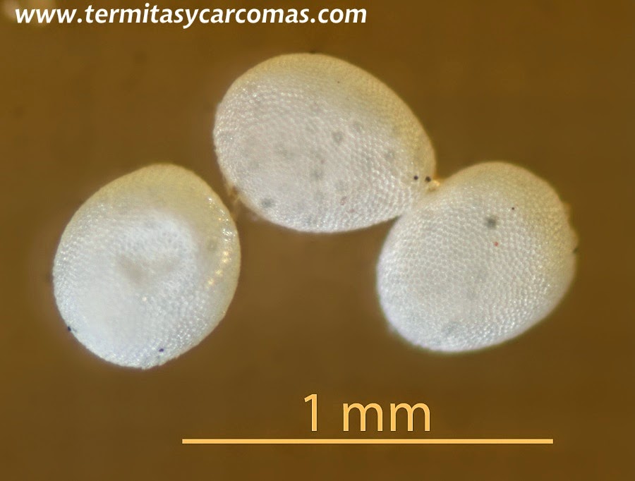 Termitas y carcomas.: Carcoma de los muebles. Anobium punctatum