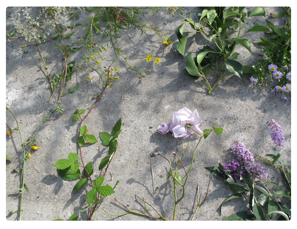 136 Earlham Grove: FEATURE: The Herbarium Project at the FGCG // On the ...