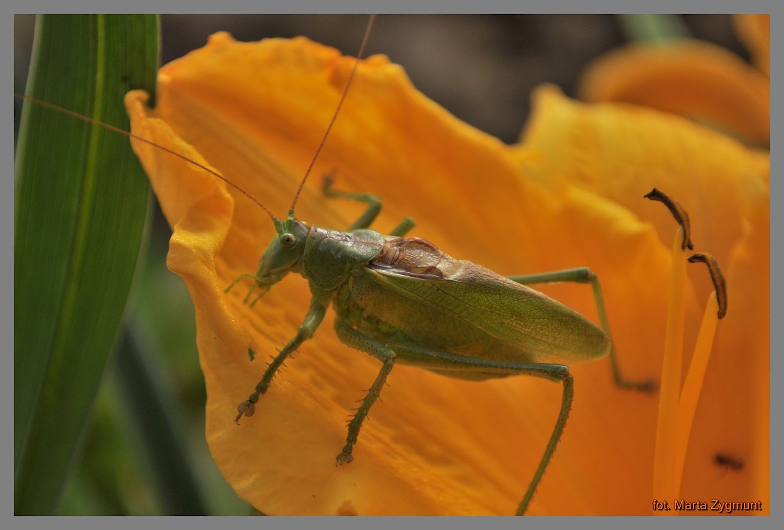 Rybotycze - Boryslawka: Rybotycka przyroda, czyli co w trawie siedzi;)