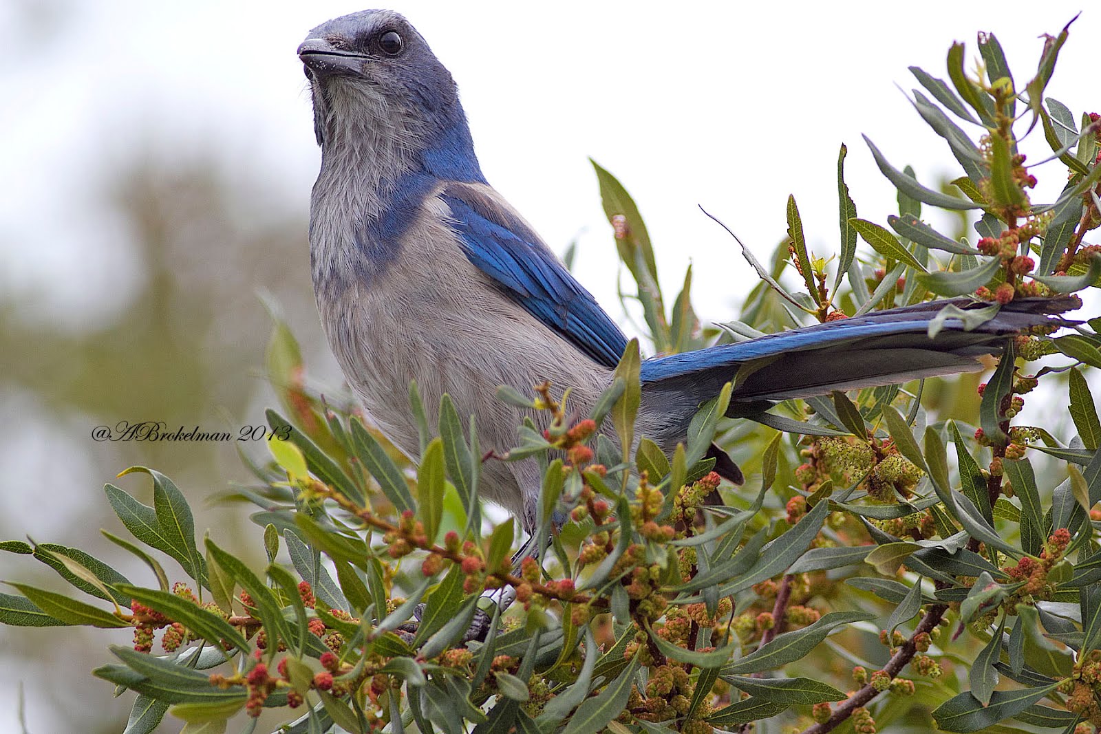 Ann Brokelman Photography: Florida Scrub Jay