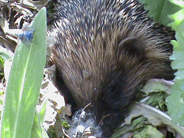 Jardin ardennais : Un hérisson dans le jardin