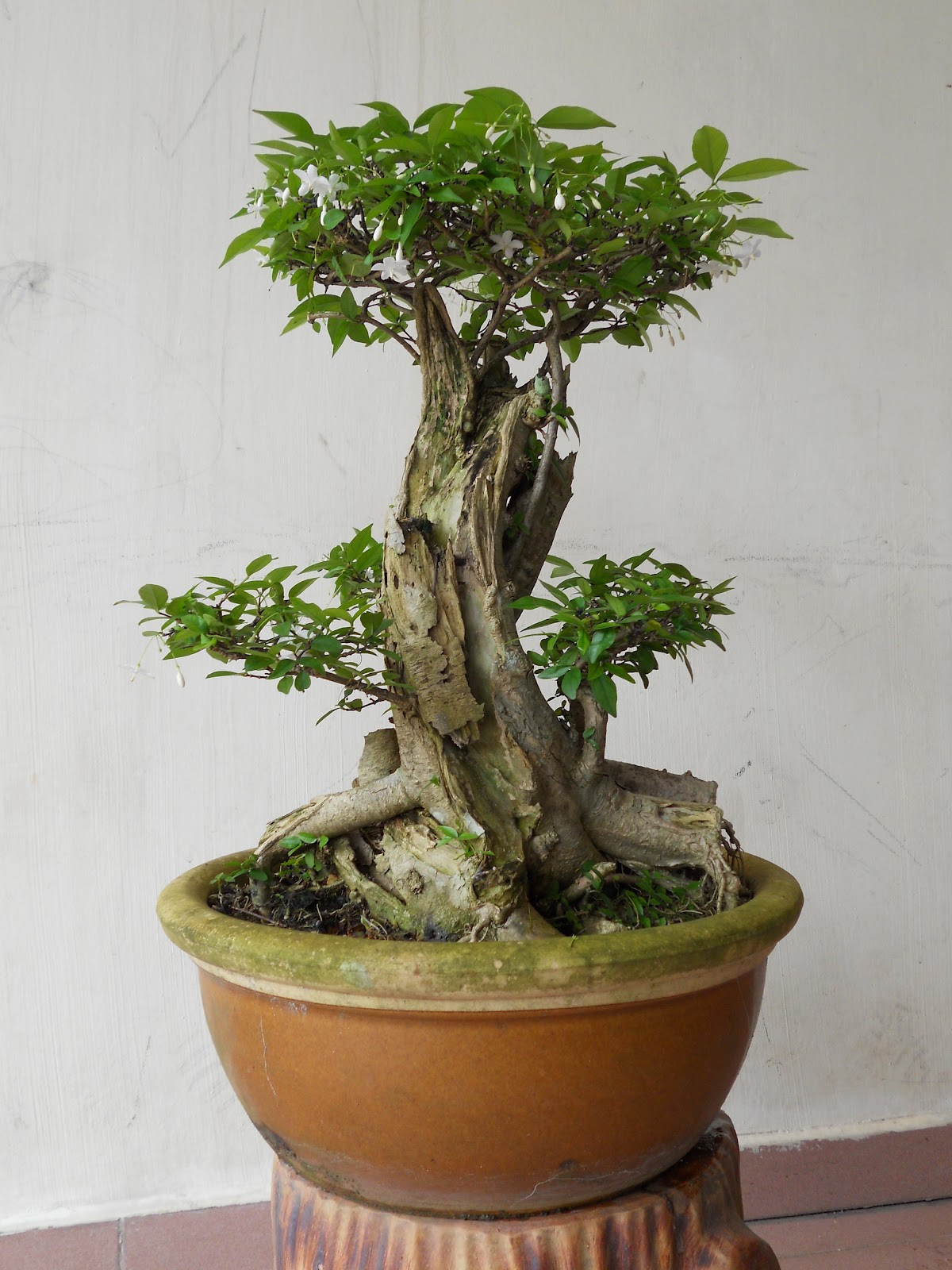 *: Keunikan BONSAI, kreativiti pemiliknya