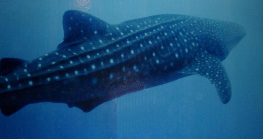 TravellingWithOurKids: BUTANDING! aka Whalesharks (tips for those going ...