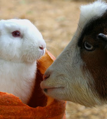 GOAT 22 (SPECIAL EASTER EDITION: BUNNIES VS GOATS!) ~ Popthomology