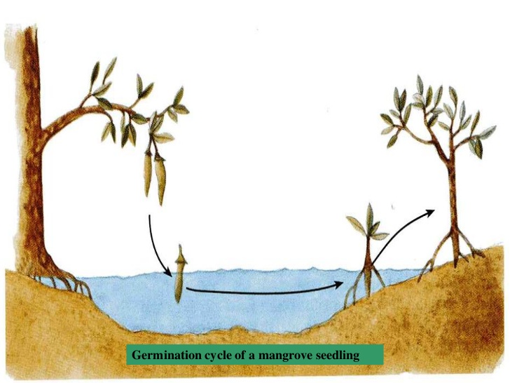 Mangrove Forest: Life cycle of a Mangrove tree