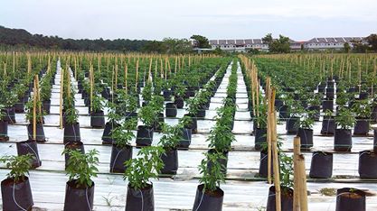 Yes I Love Farming! :D: A chili farm visit