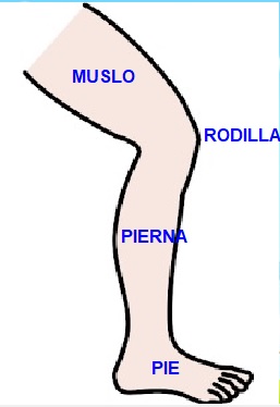 EL CUERPO HUMANO: EL CUERPO HUMANO