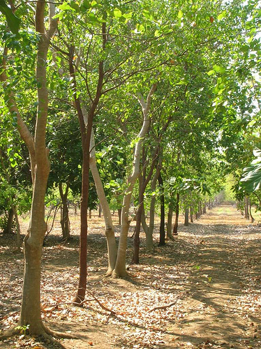 Thai sandalwood and Tongkat Ali farm: sandalwood farm in Australia
