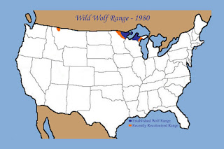 Abe's Animals: American gray wolf range map illustration