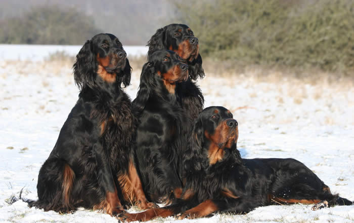 Everything about your Gordon Setter - Luv My Dogs