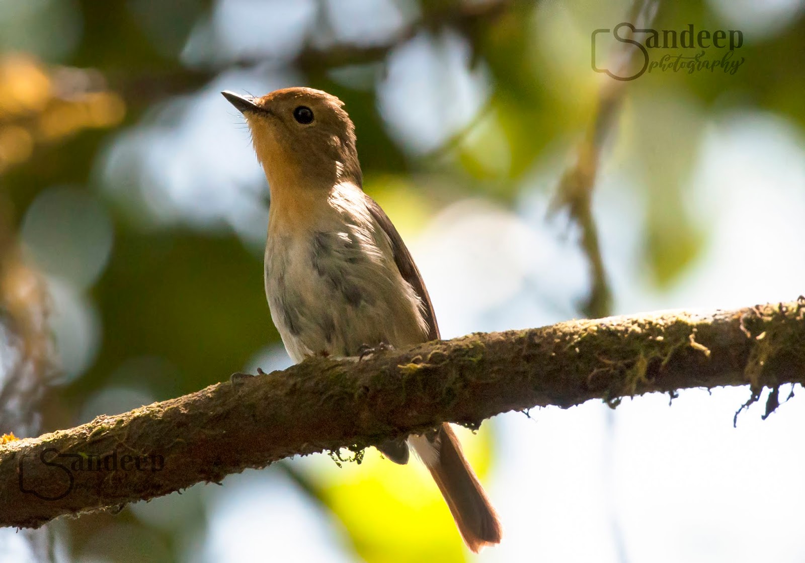SHARING OPINION: BIRDS OF ARITAR & SIKKIM