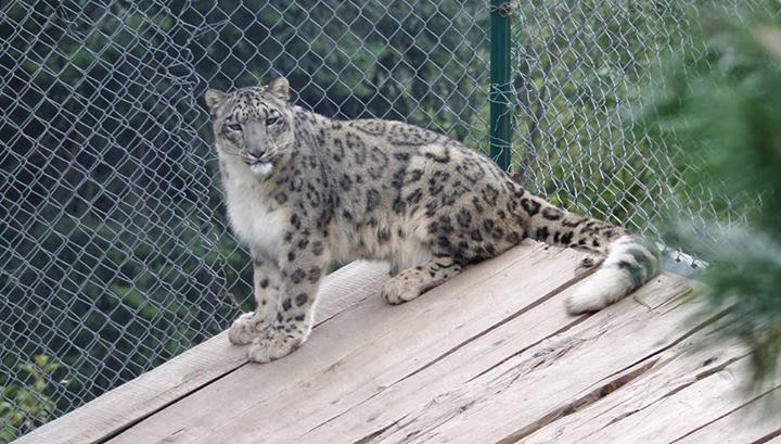 Its All About Desi Nagar: Snow Leopard at Lalazar wildlife park, Nathia ...